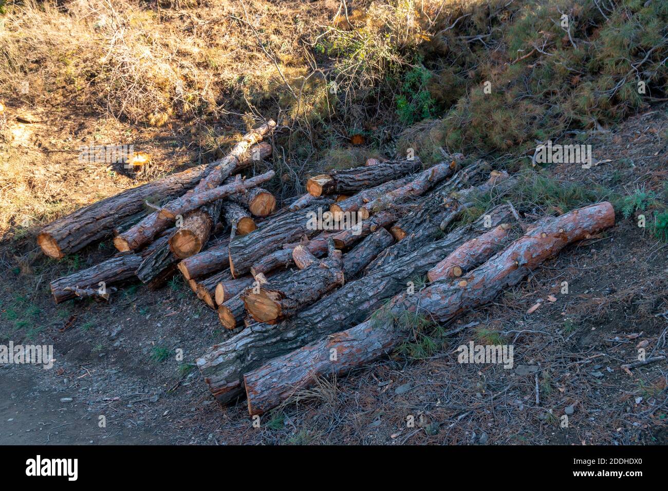 Freshly cut pine wood logs piled up near a forest road, ecology Stock ...