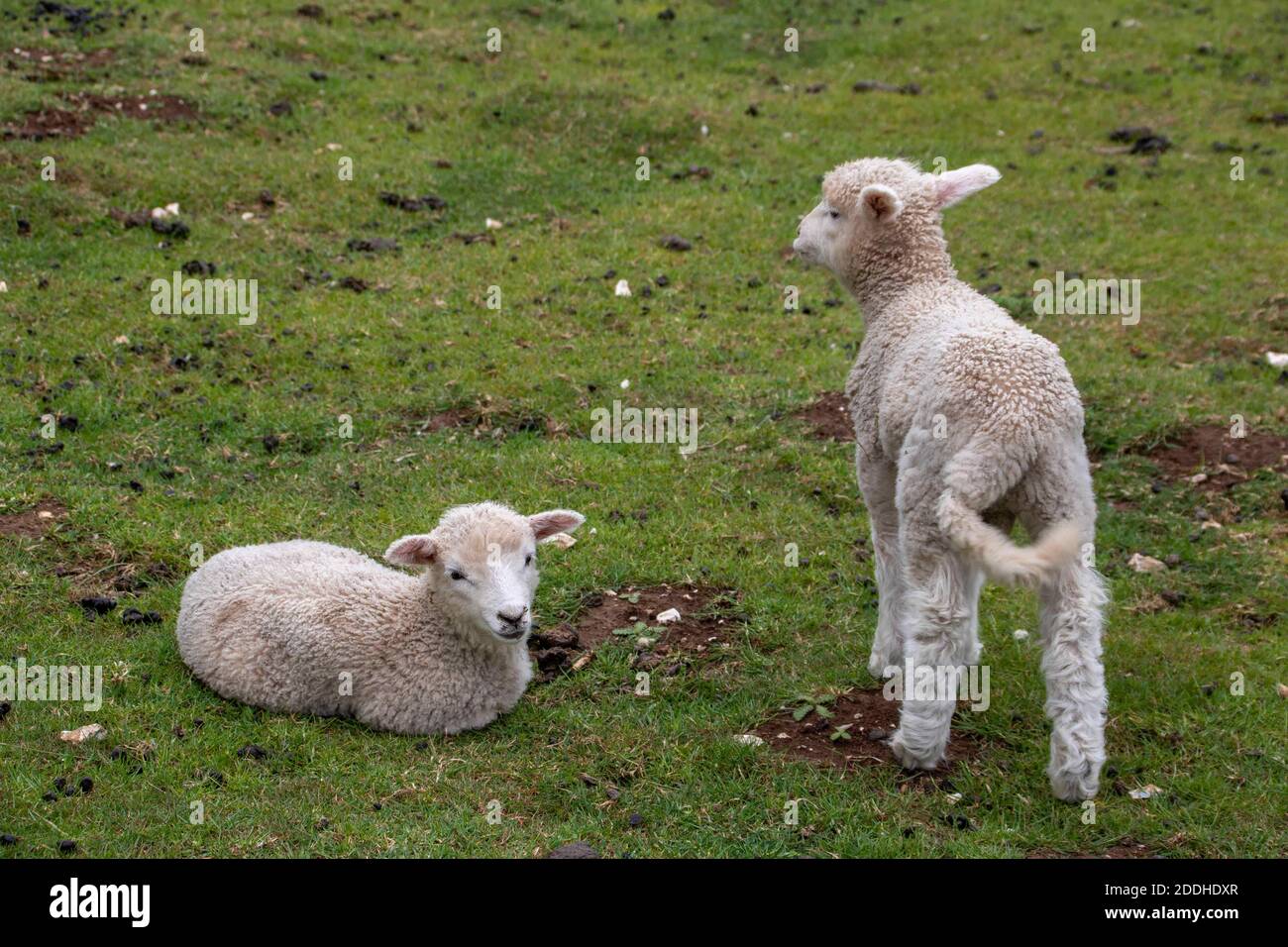 pretty lambs in the English countryside Stock Photo - Alamy