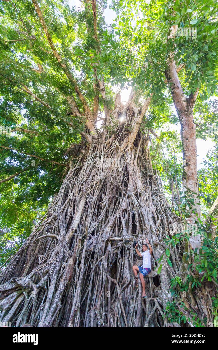 A man is dwarfed as he scales up the roots of the massive ficus tree in ...