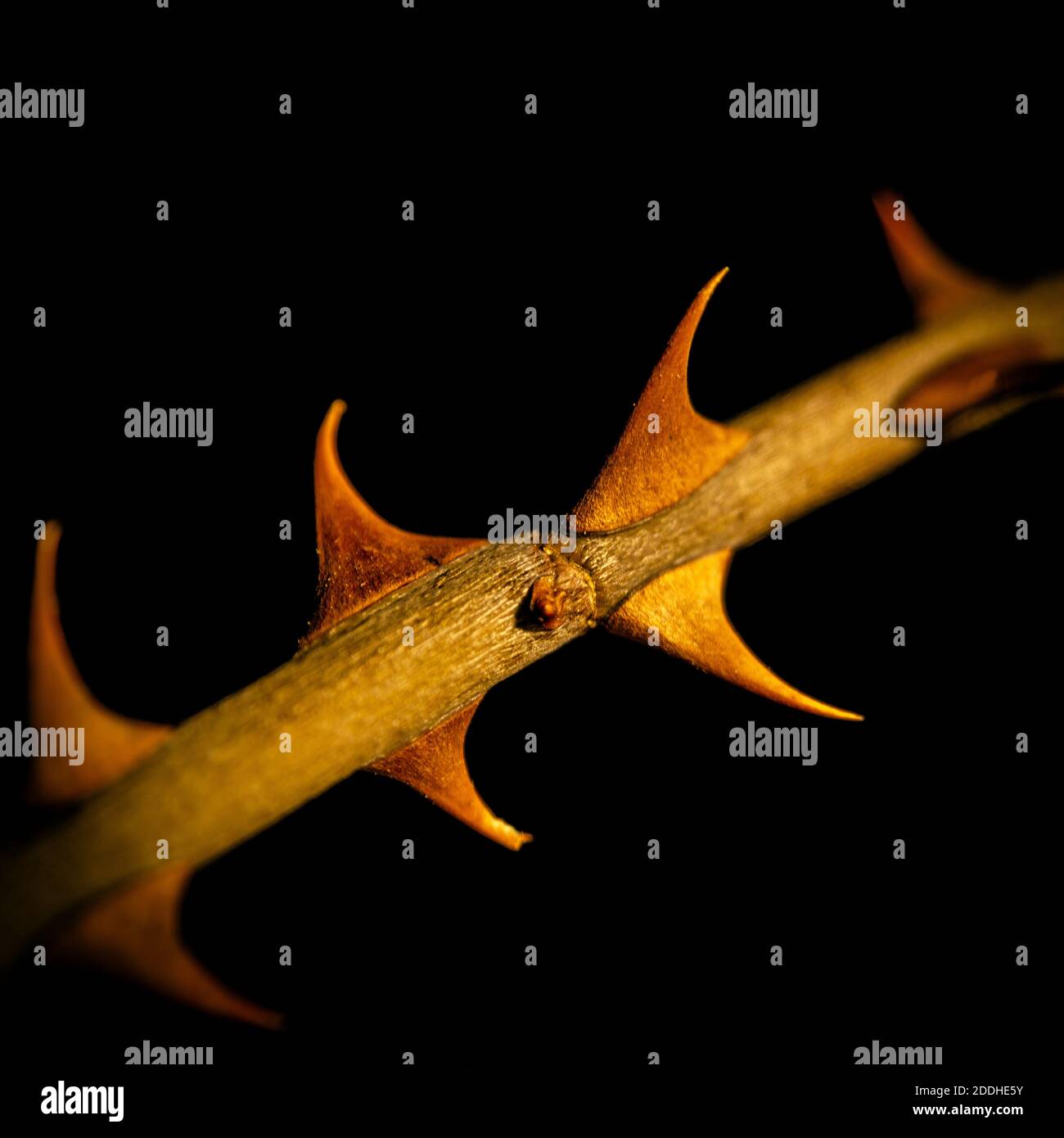 A vertical closeup of a rose stem with thorns on black isolated ...