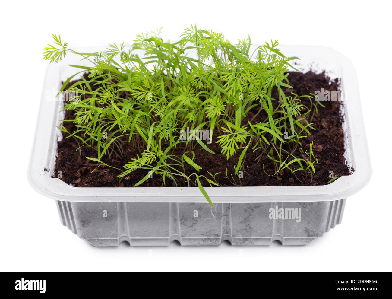 Young dill seedlings in a transparent plastic container isolated over ...