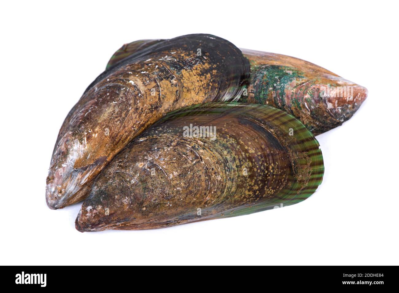 Group of empty opened mussel shells isolated over white background ...