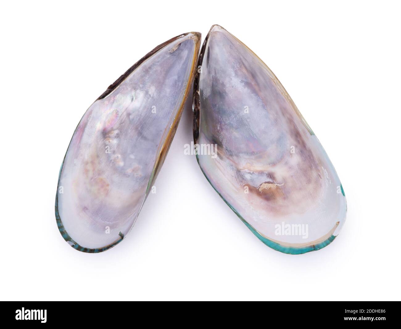 Inner side of empty opened mussel shell isolated over white background ...