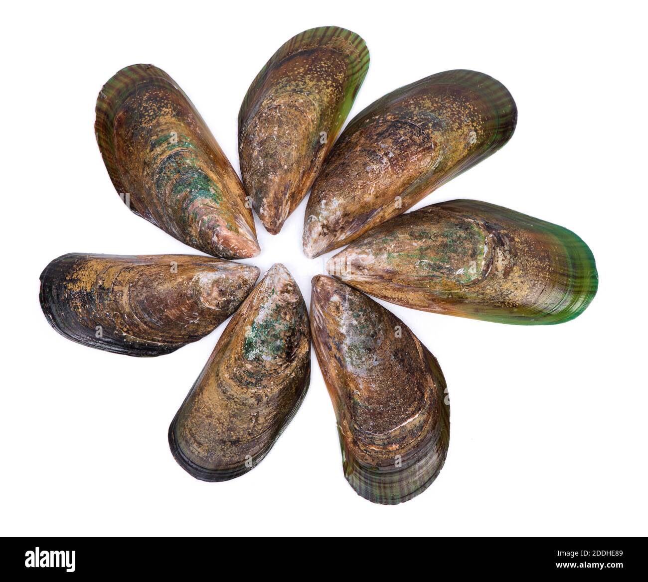 Group of empty opened mussel shells isolated over white background ...