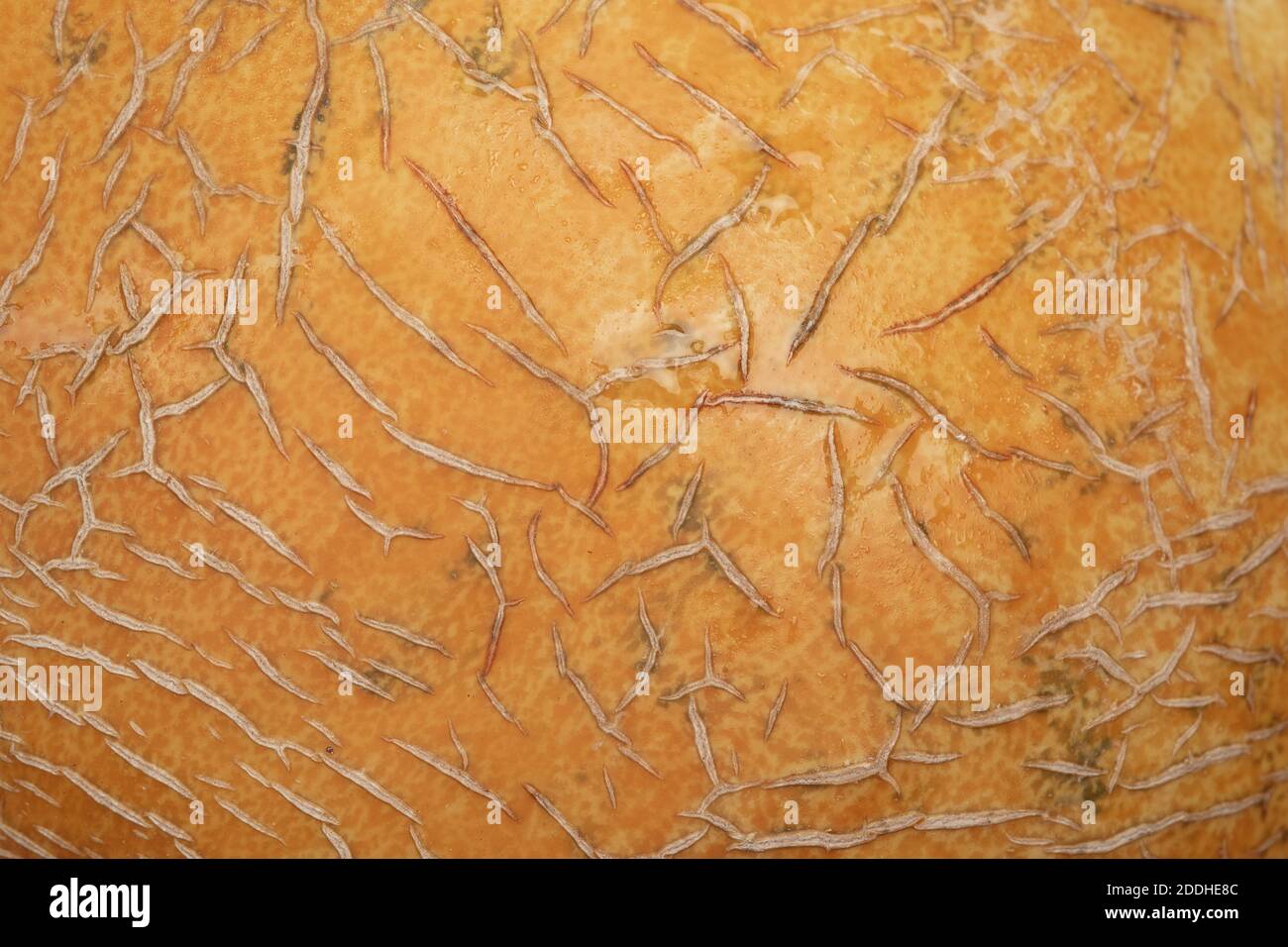 Yellow melon skin smooth texture Stock Photo - Alamy