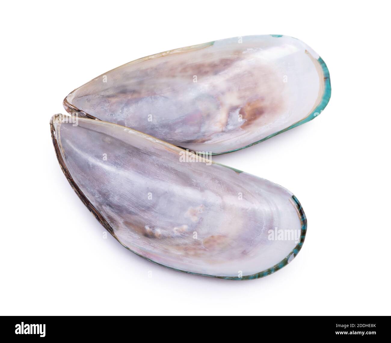 Oyster shell empty Cut Out Stock Images & Pictures - Alamy