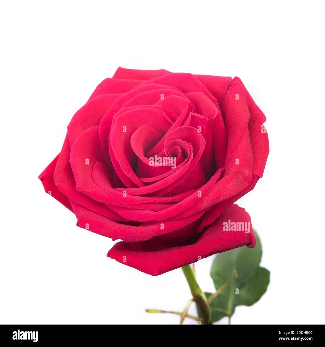 Blooming red rose bud close up isolated on white background Stock Photo ...