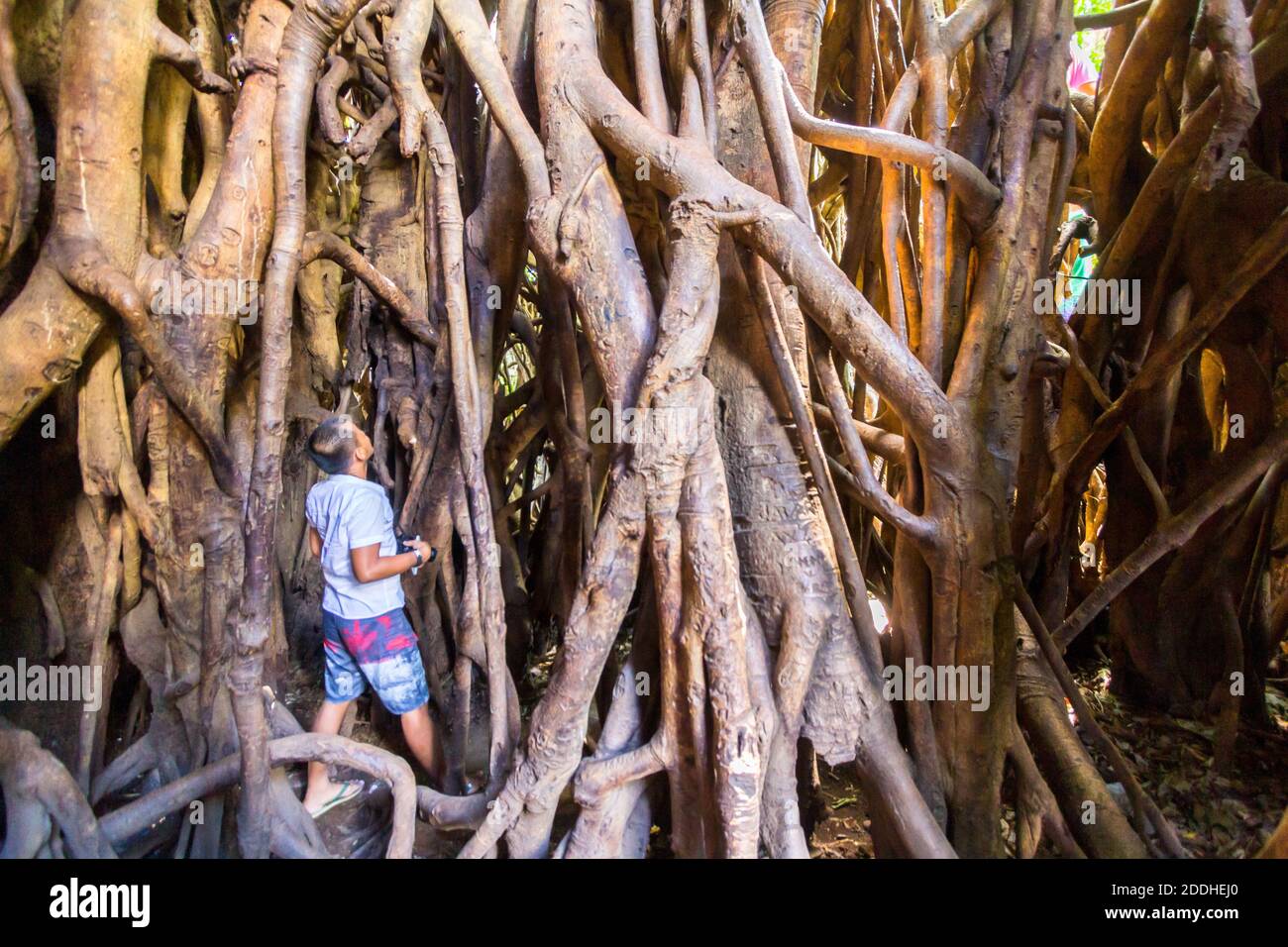A man is dwarfed as he scales up the roots of the massive ficus tree in ...