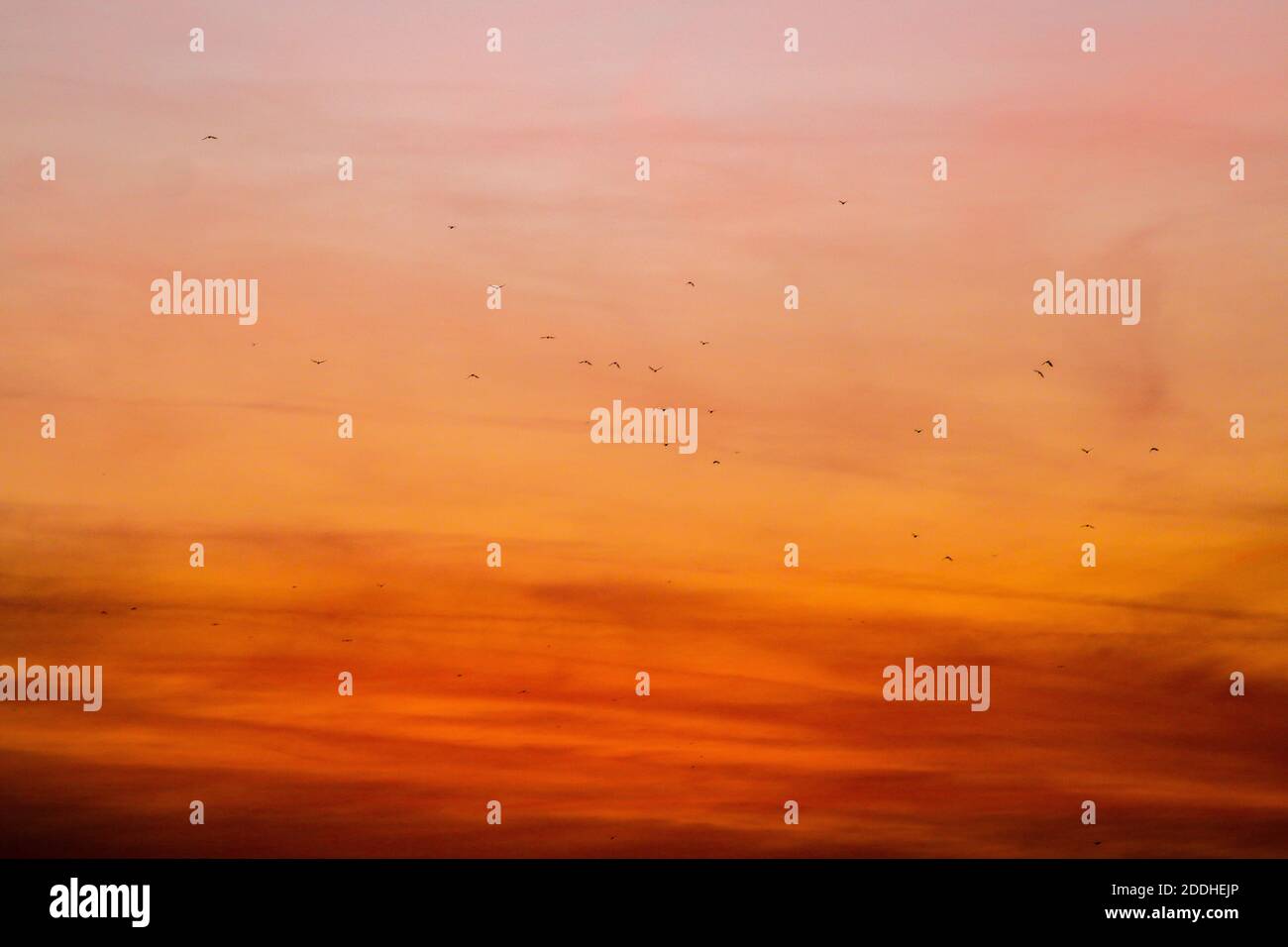 YEREVAN, ARMENIA - Jan 01, 1970: A flock of birds flying on an orange ...