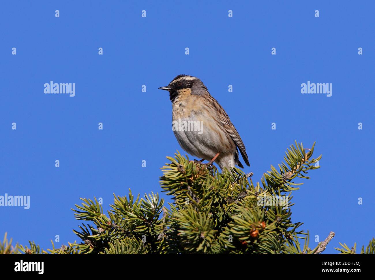 Black-throated Accentor (Prunella atrogularis huttoni) adult male ...