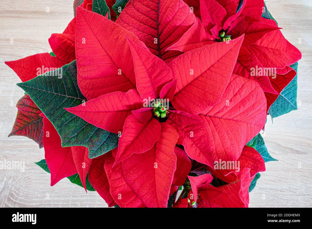 Christmas Poinsettia Rose