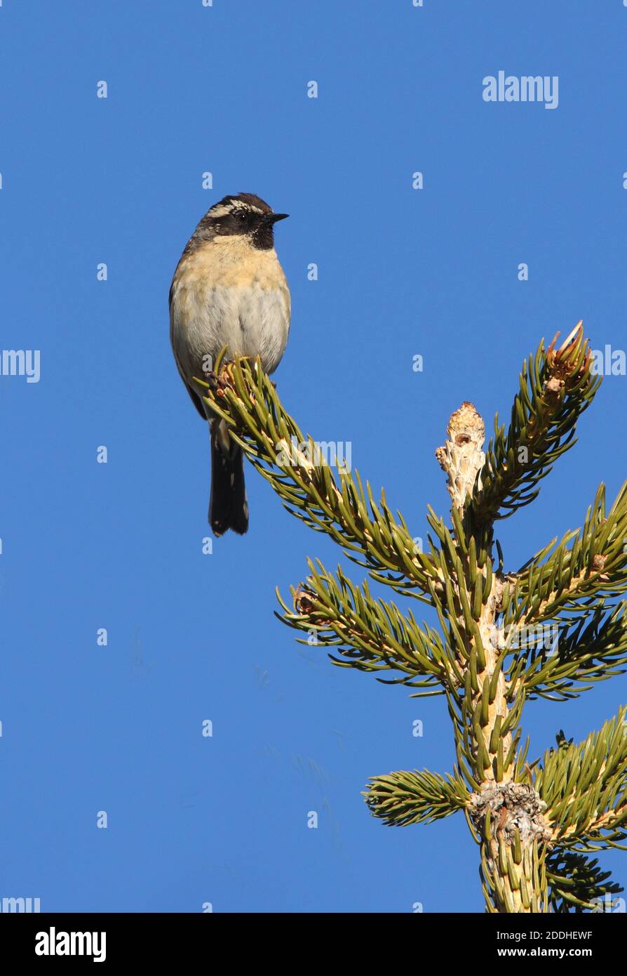 Black throated accentor hi-res stock photography and images - Alamy