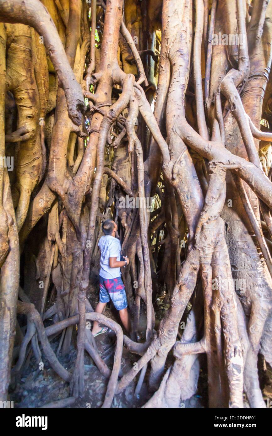 A man is dwarfed as he scales up the roots of the massive ficus tree in ...