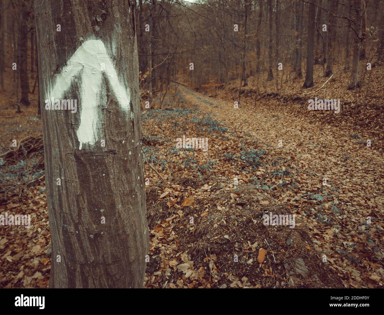 Arrow tree twig hi-res stock photography and images - Alamy