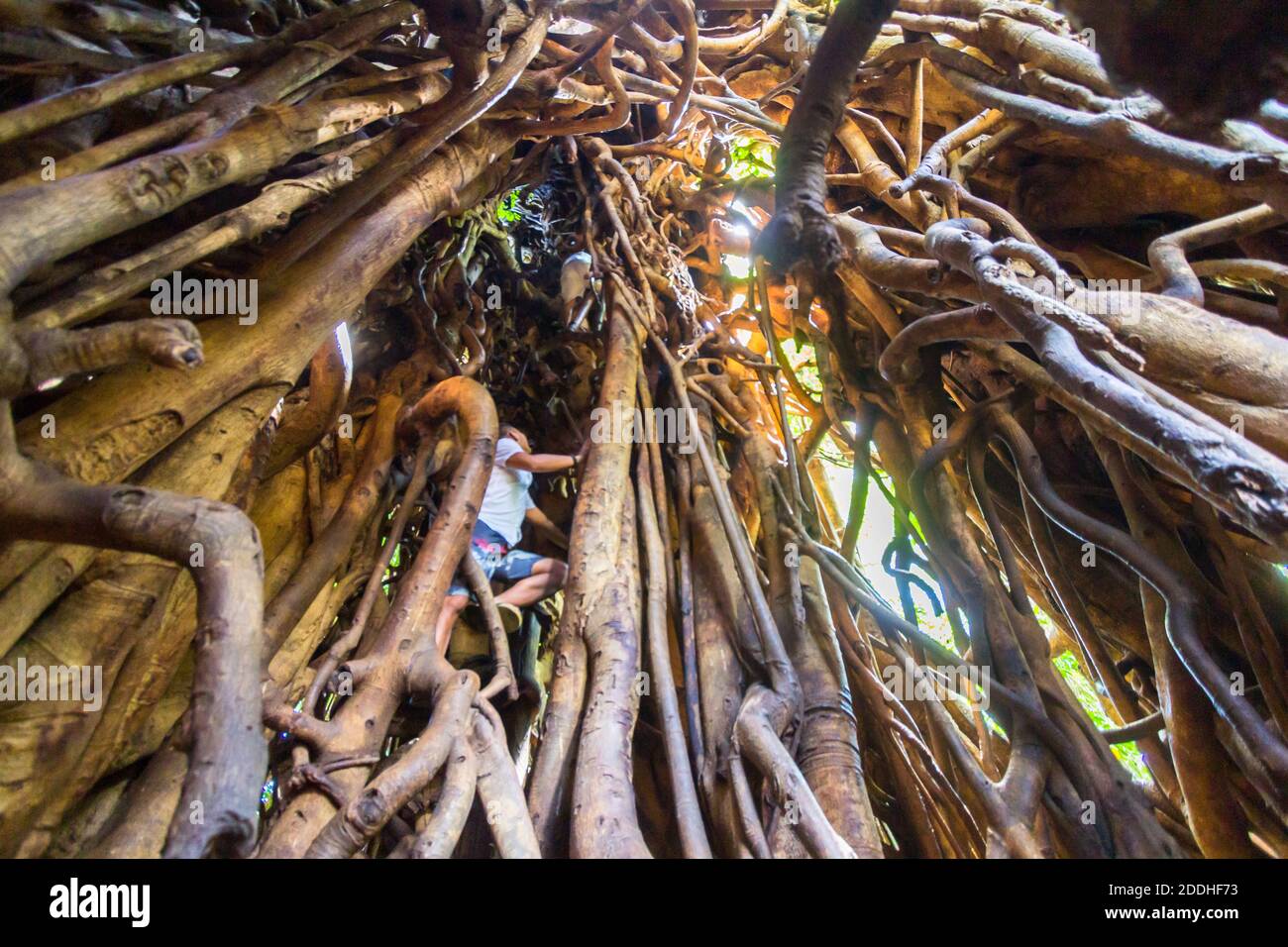 A man is dwarfed as he scales up the roots of the massive ficus tree in ...