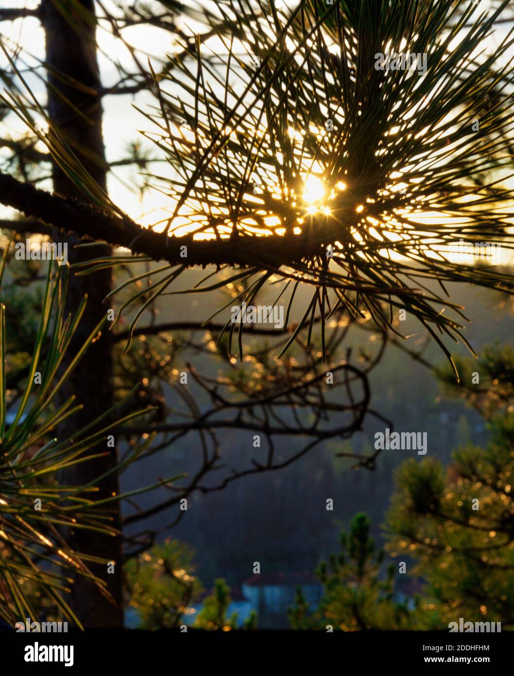 Backlight nature photo at autumn from kernberge jena Stock Photo - Alamy