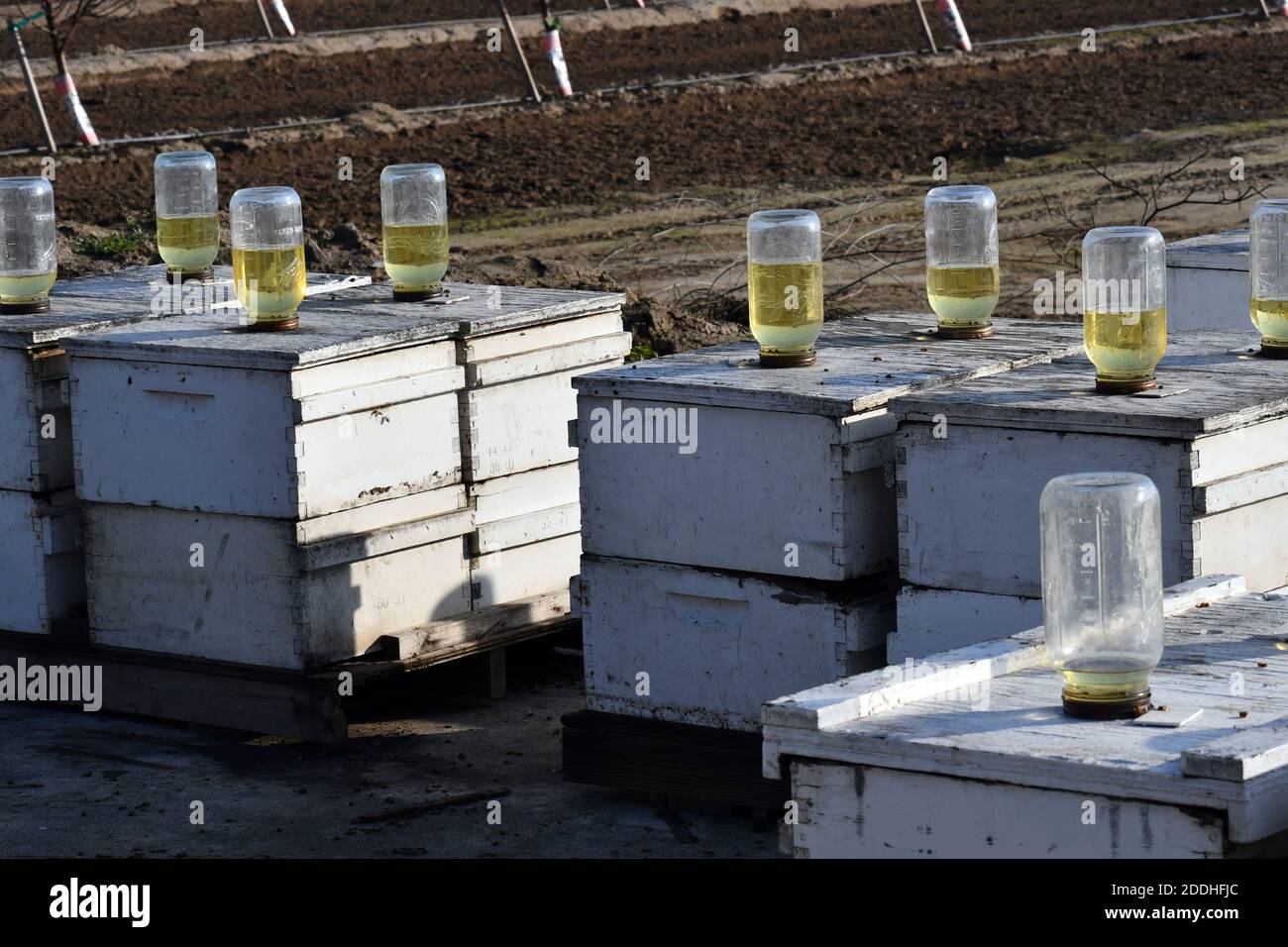 An apiary hives with sugar shack water jars for bees Stock Photo - Alamy