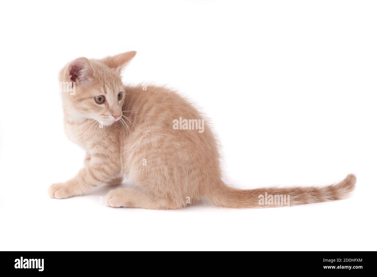 A full length portrait of a ginger kitten against a white background ...