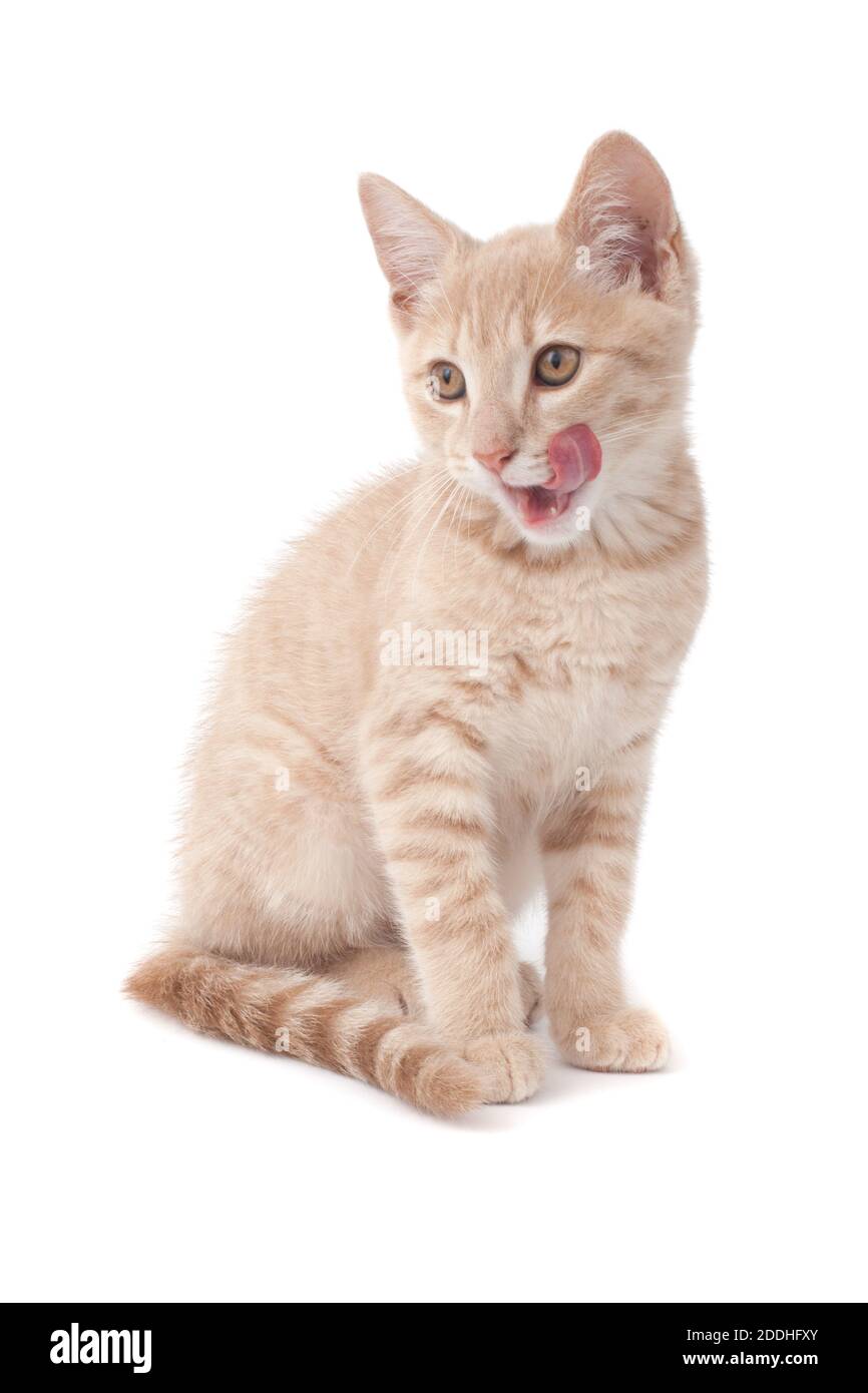 Small kitten against white hi-res stock photography and images - Alamy