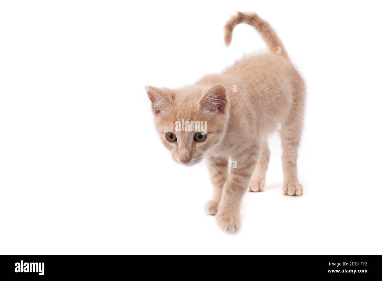 Ginger Cat Kittens High Resolution Stock Photography and Images - Alamy