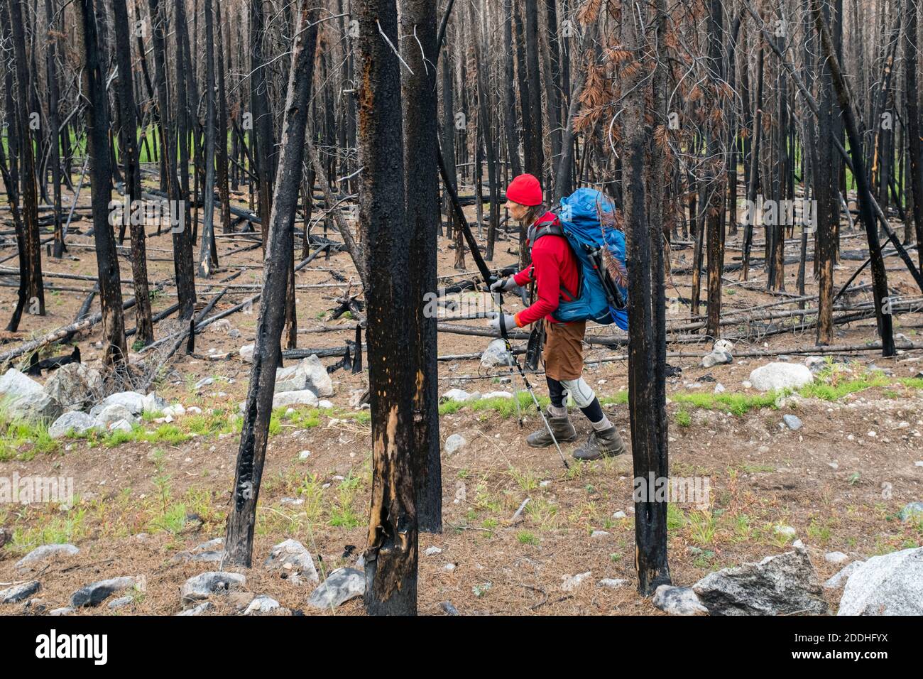 Trail through charred forest hi-res stock photography and images - Alamy