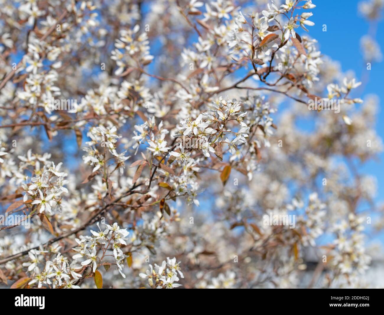 Amelanchier lamarckii fruit hi-res stock photography and images - Alamy