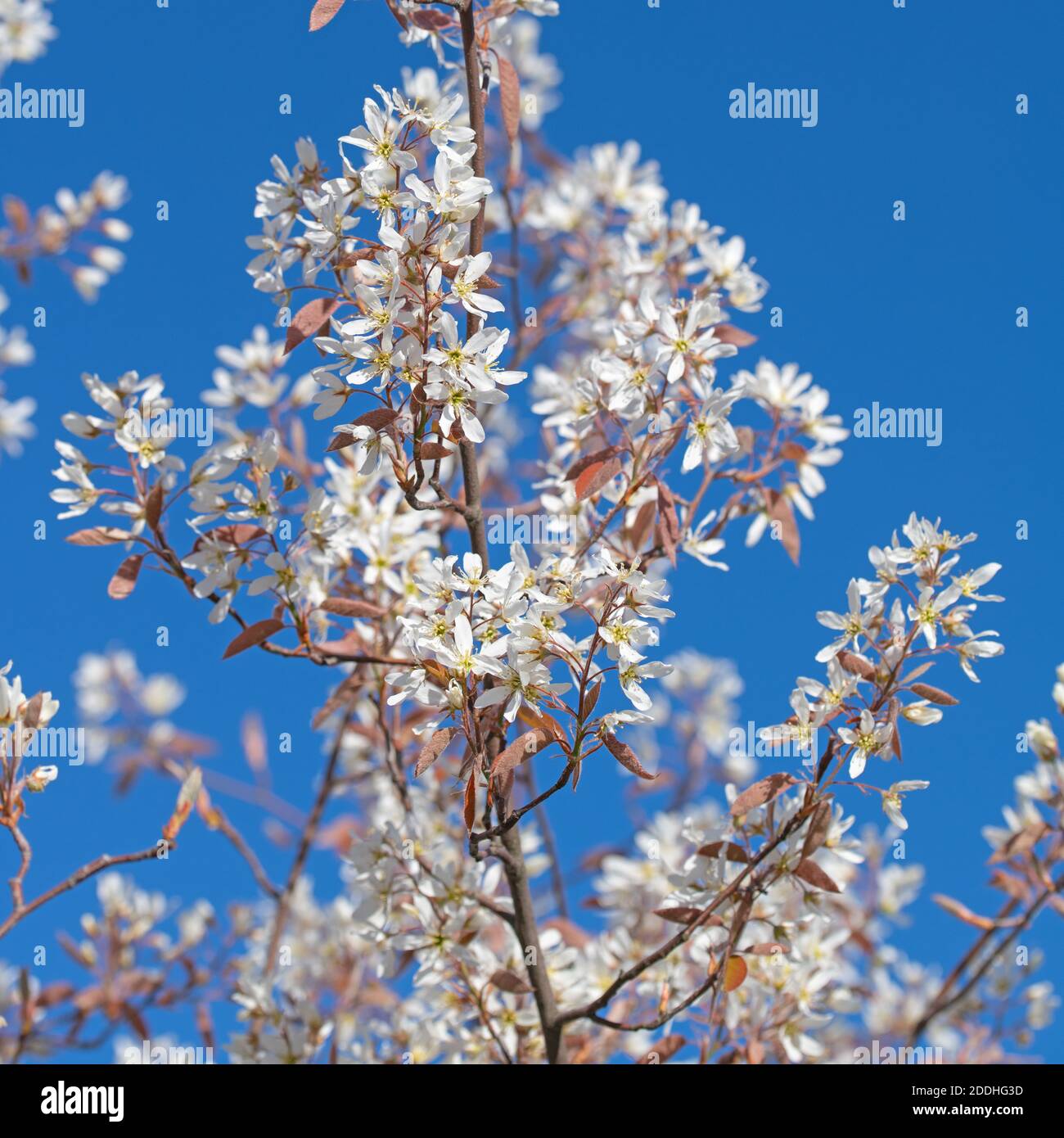 Bloosoms of the rock pear, Amelanchier lamarckii, in a close-up Stock ...