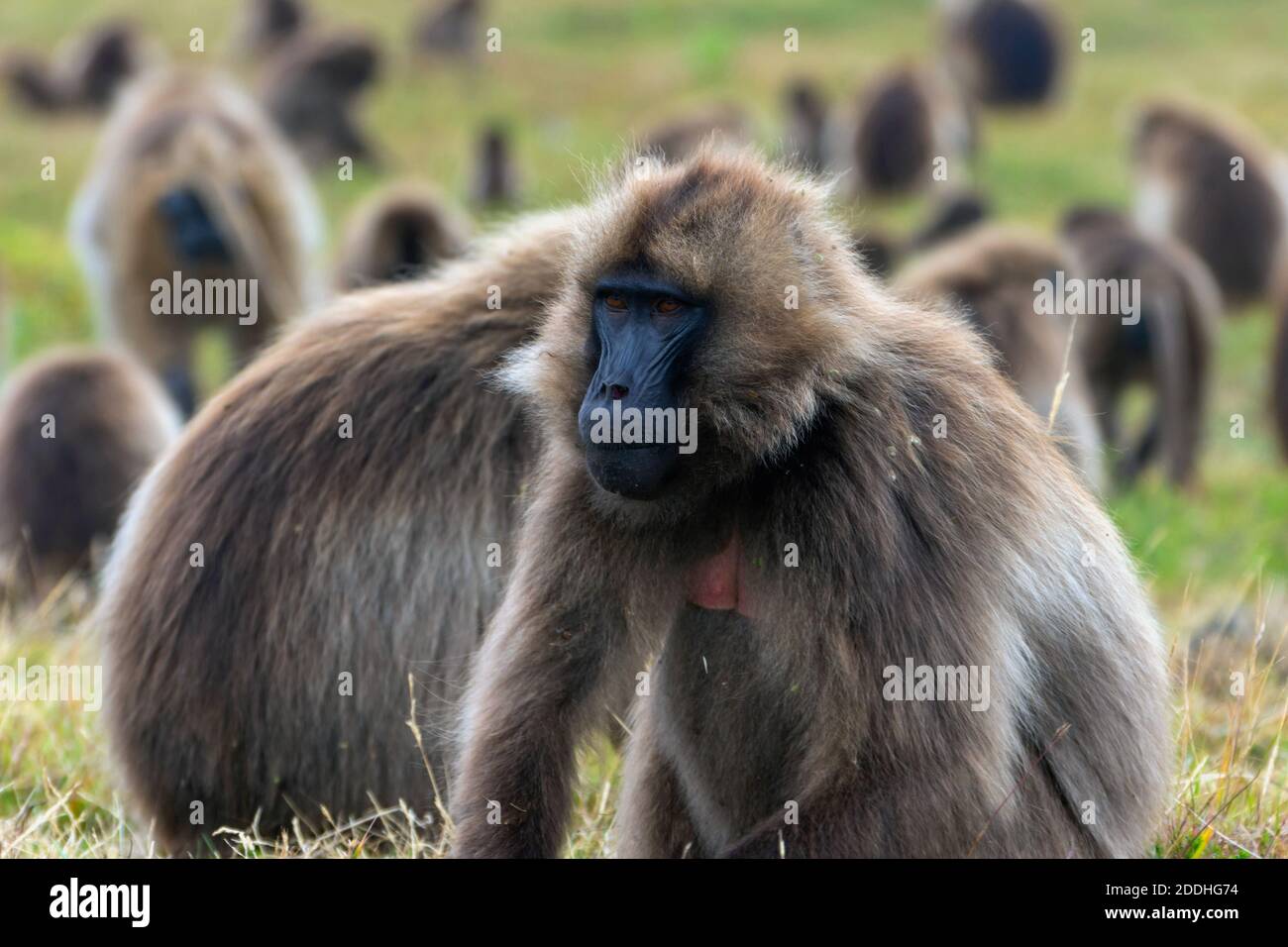 Wild baboon monkeys, Simien mountains, Ethiopia Stock Photo - Alamy
