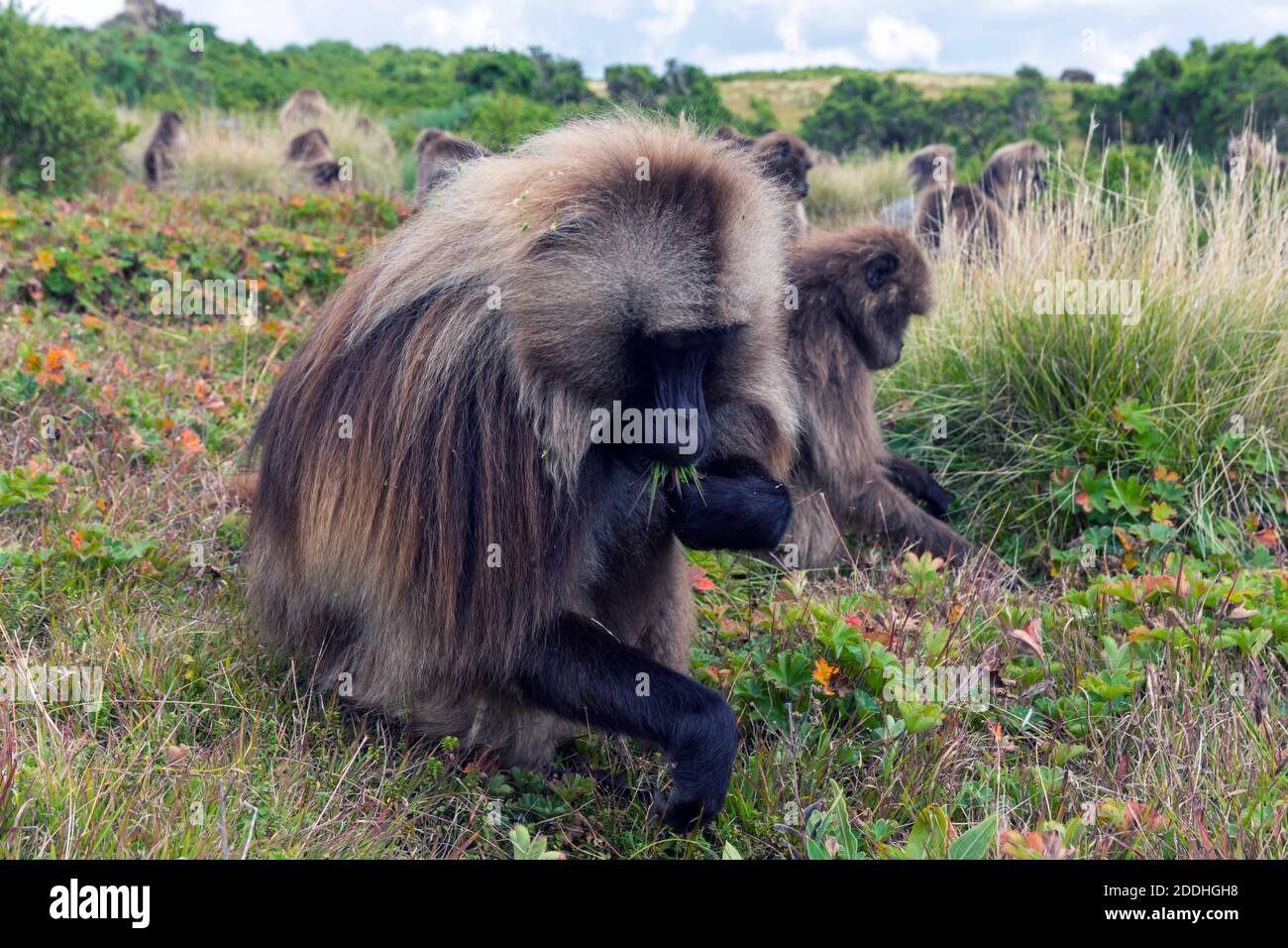 Wild baboon monkeys, Simien mountains, Ethiopia Stock Photo - Alamy