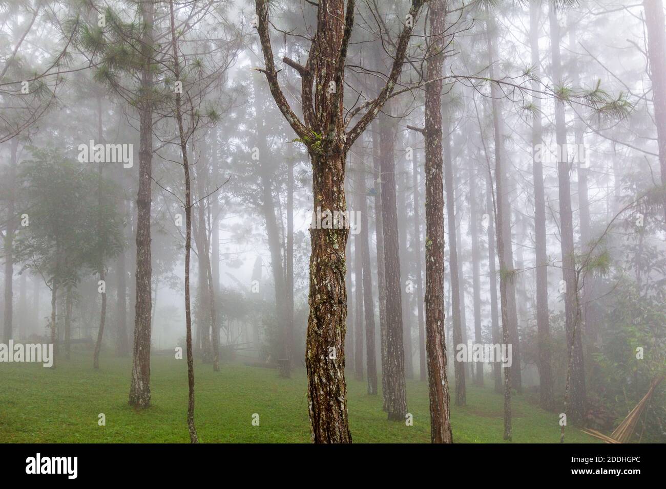 Fog envelopes a forest in Davao City, the Philippines Stock Photo - Alamy