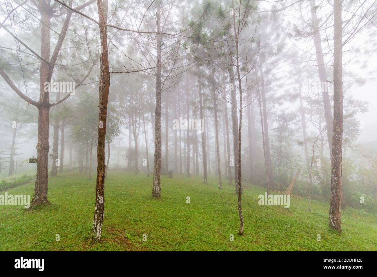 Davao forest hi-res stock photography and images - Alamy