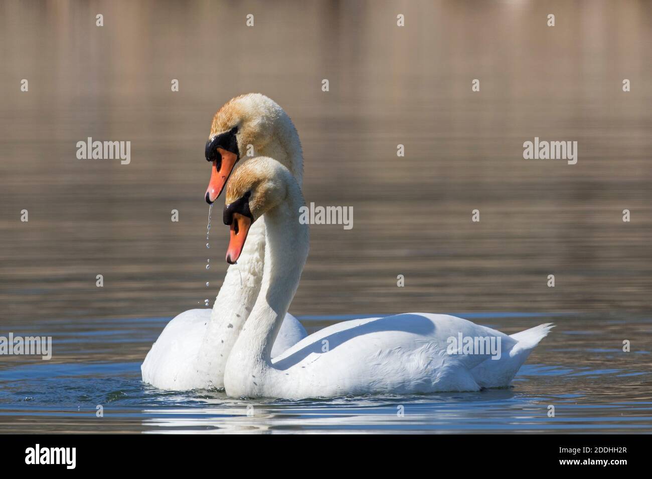 Mute swan cygnus olor courting pair hi-res stock photography and images ...