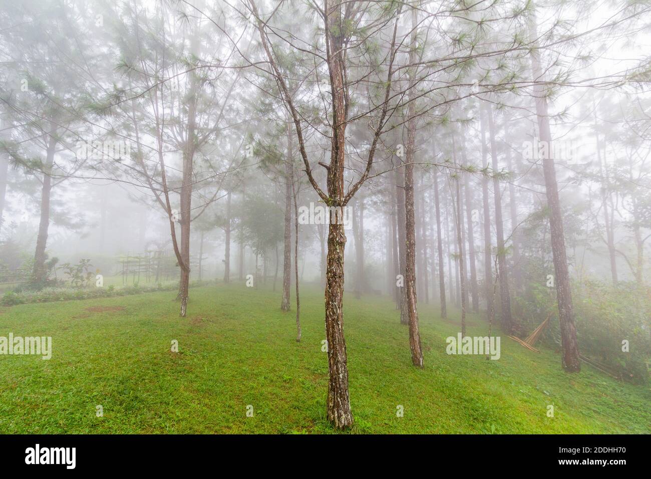 Fog envelopes a forest in Davao City, the Philippines Stock Photo - Alamy