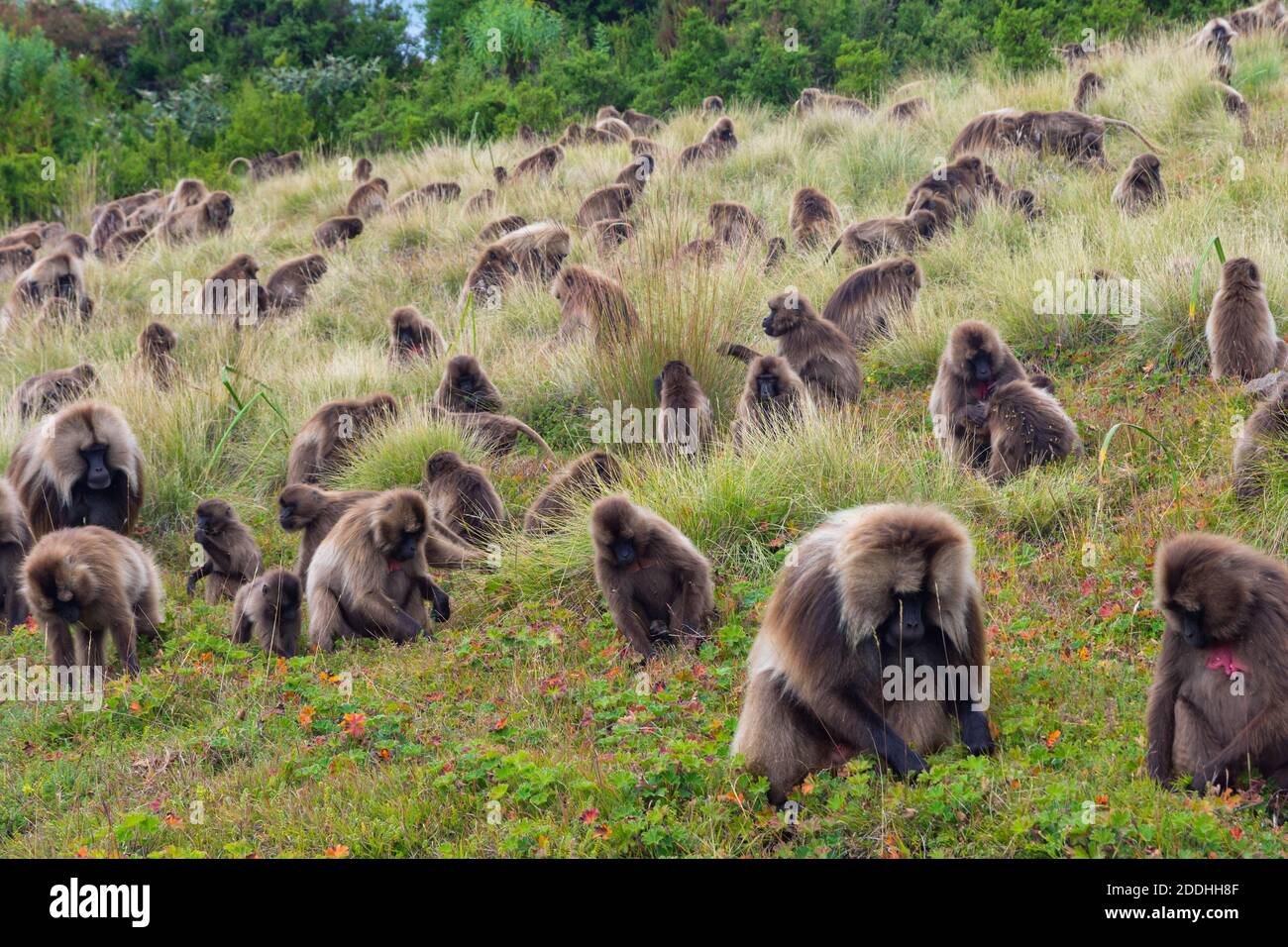 Wild baboon monkeys, Simien mountains, Ethiopia Stock Photo - Alamy