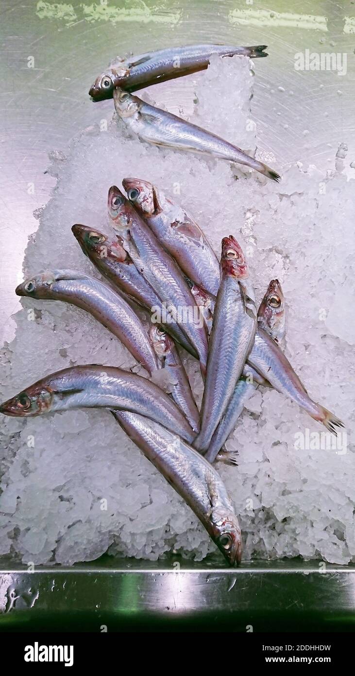 Blue whiting fish hi-res stock photography and images - Alamy