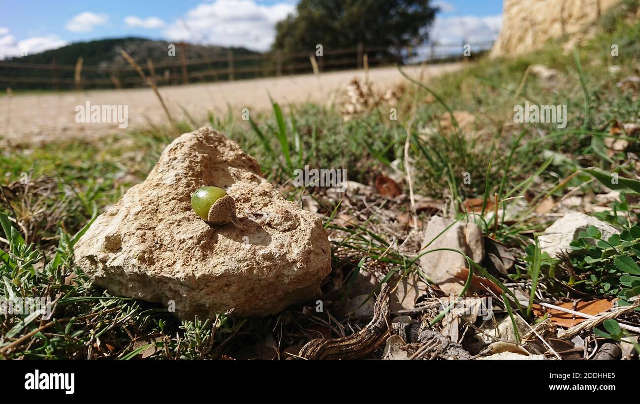 Field stone seed hi-res stock photography and images - Alamy