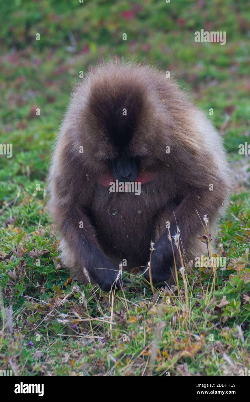Wild baboon monkeys, Simien mountains, Ethiopia Stock Photo - Alamy