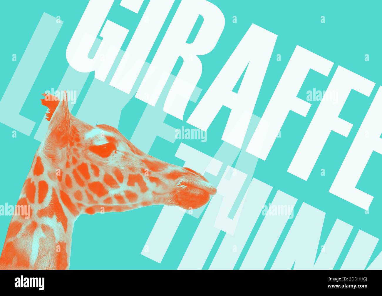 poster orange giraffe with wite text in bright colors Stock Photo - Alamy