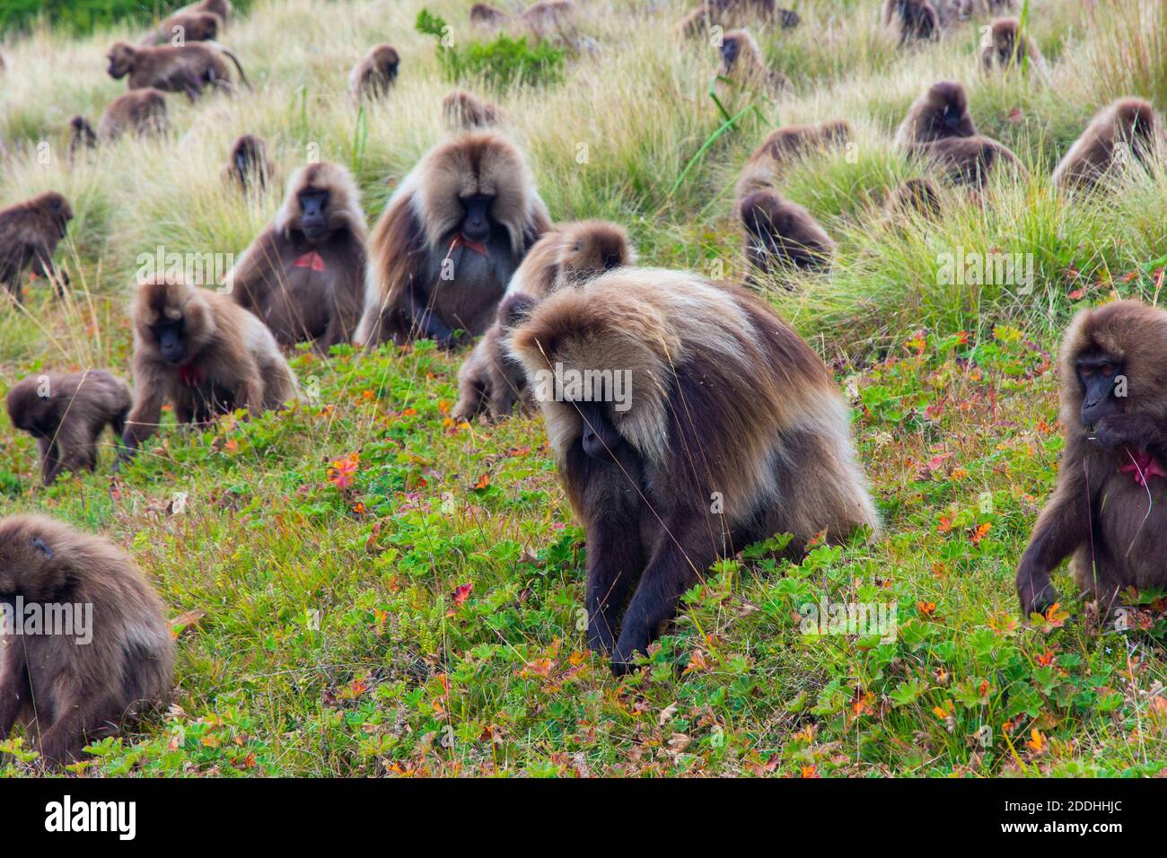 Wild baboon monkeys, Simien mountains, Ethiopia Stock Photo - Alamy