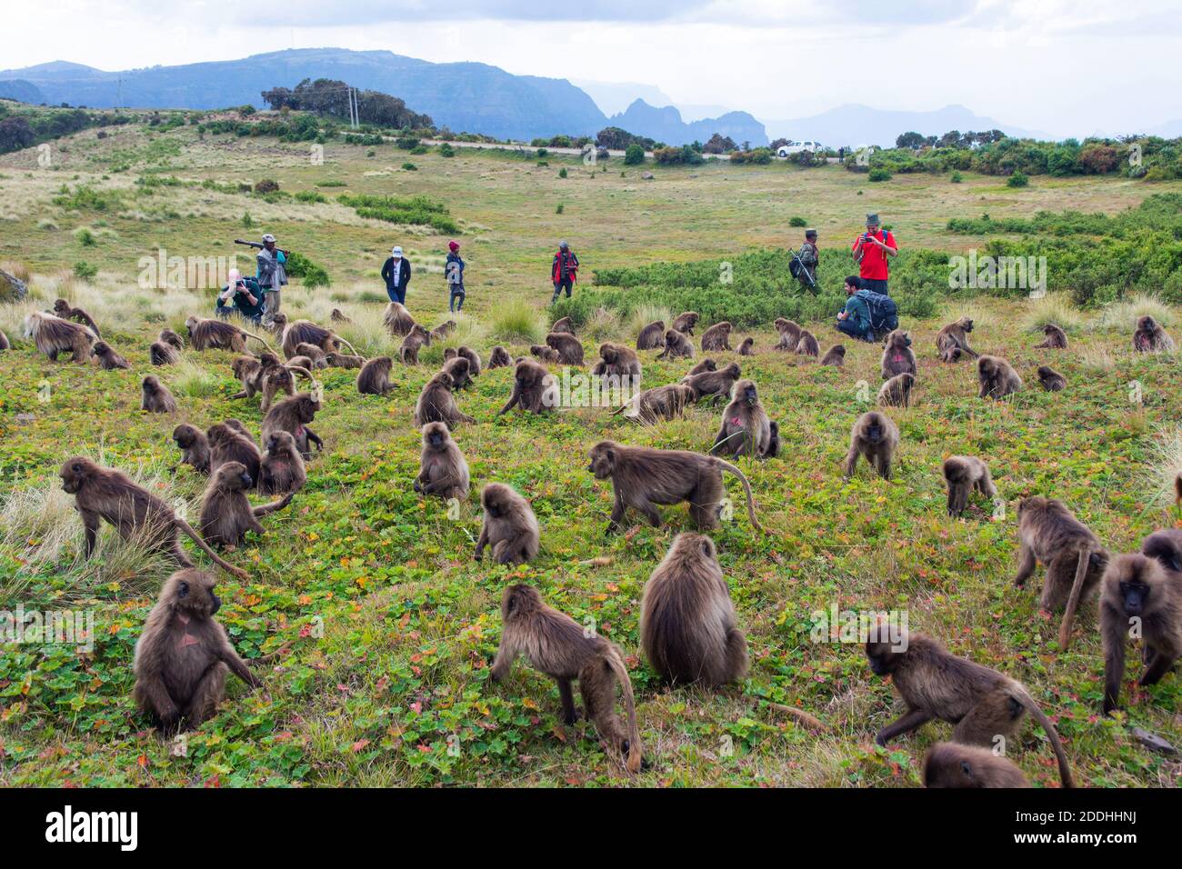 Debark, Ethiopia - Nov 2018: People observing and photographing baboon ...