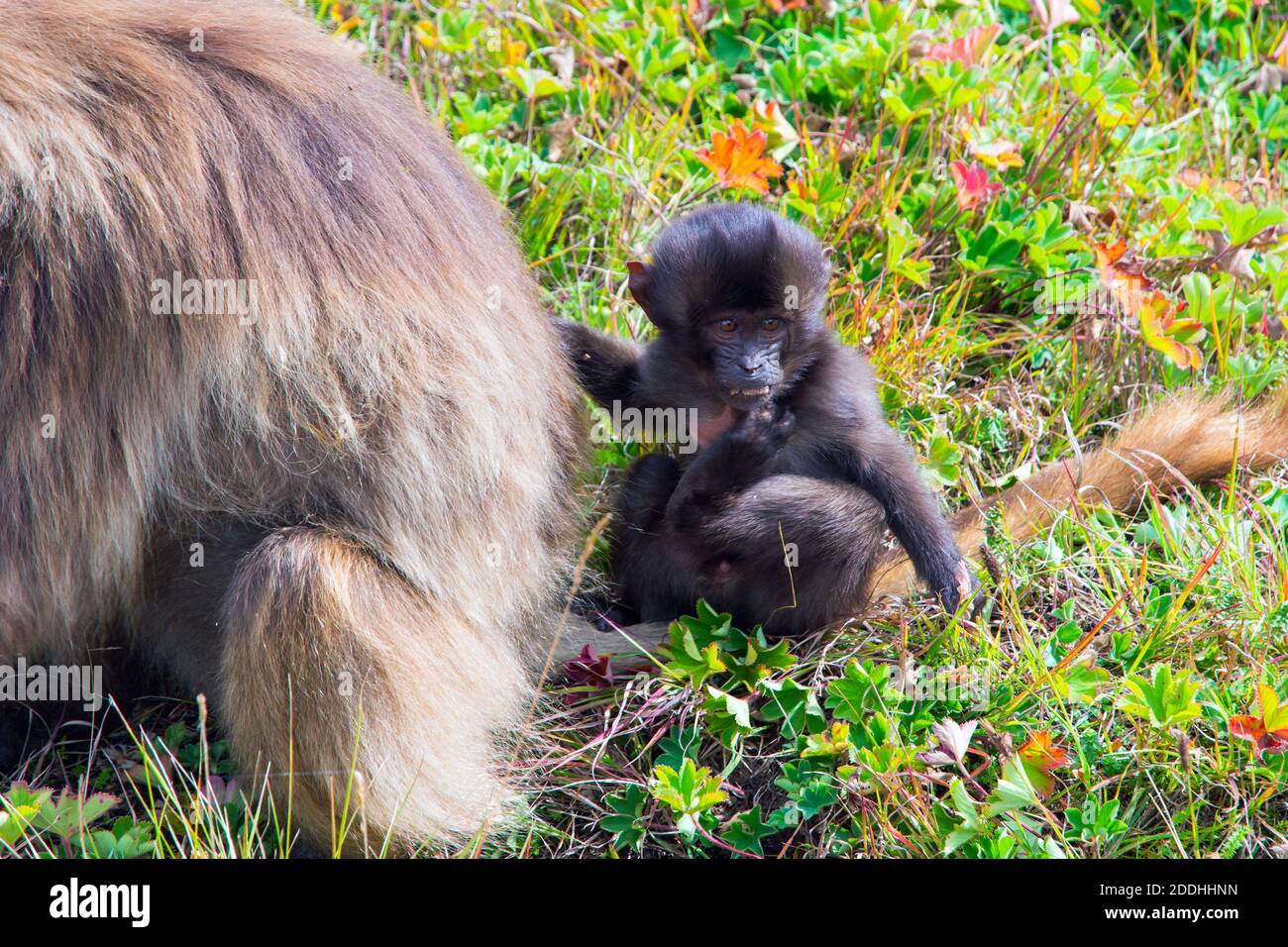 Wild baboon monkeys, Simien mountains, Ethiopia Stock Photo - Alamy
