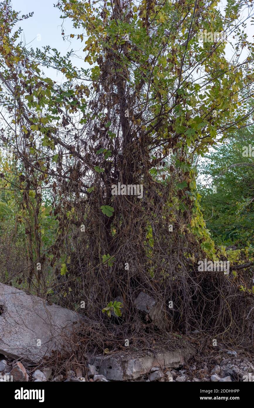 environmental pollution by construction waste concrete slabs Landfill ...