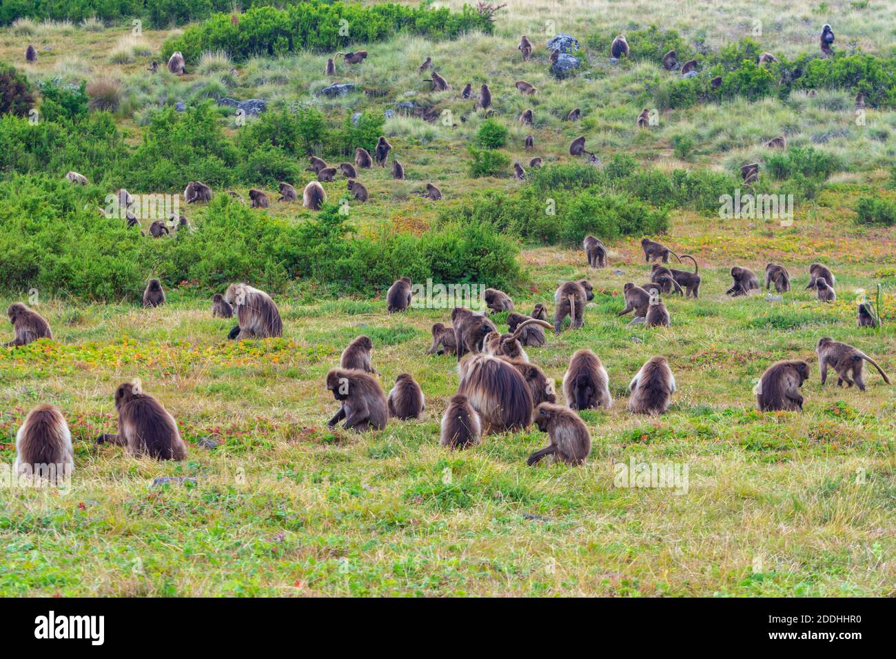 Wild baboon monkeys, Simien mountains, Ethiopia Stock Photo - Alamy