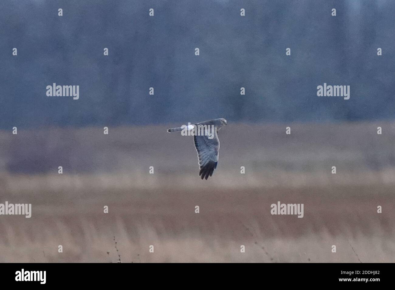 Male Northern Harrier Hawk "Grey Ghost Stock Photo - Alamy