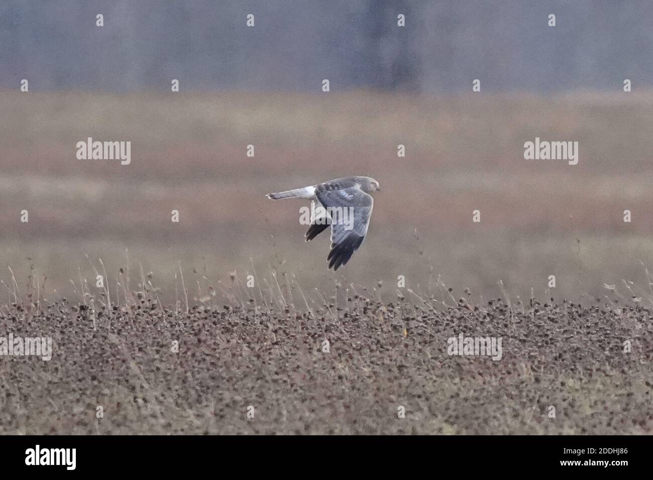 Incredibly hard to photograph in the wild hi-res stock photography and ...
