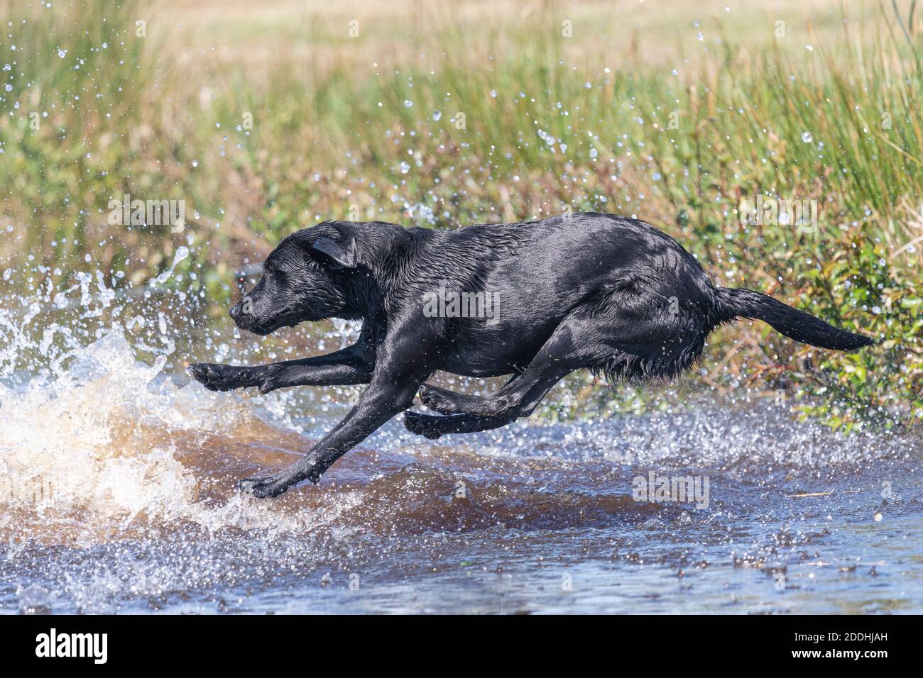 Action shot of a wet black Labrador retriever jumping into the water ...