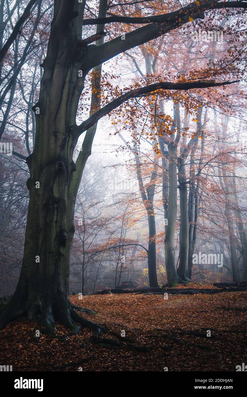 New Forest Scenes Stock Photo - Alamy