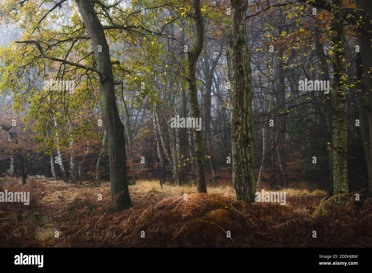 New Forest Scenes Stock Photo - Alamy