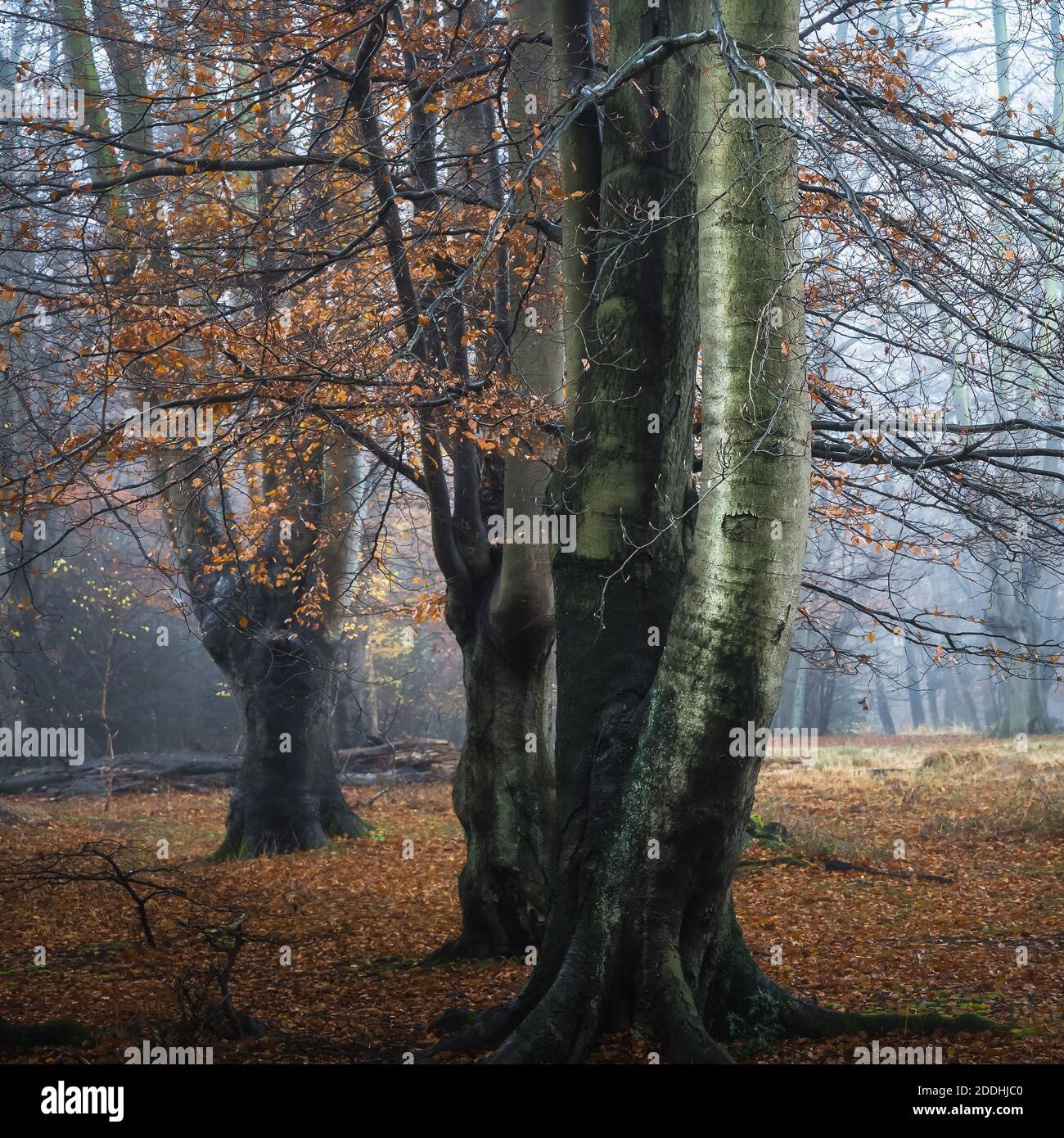 New Forest Scenes Stock Photo - Alamy