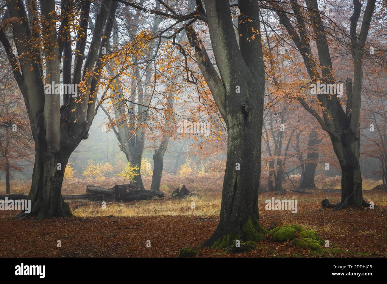 New Forest Scenes Stock Photo - Alamy
